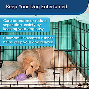 PetSafe Busy Buddy Interactive Dog Toy and Treat Dispenser, Calming Chamomile Scent - Great for Fast Eating, Bored or Anxious Dogs - Pack of 2