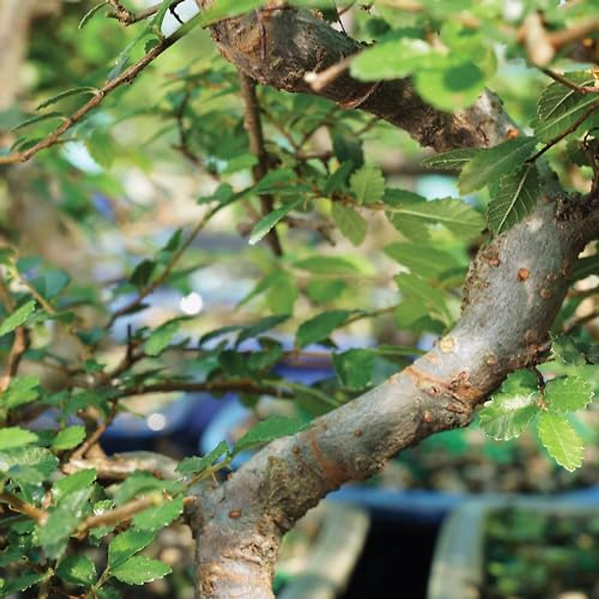 Brussel's Bonsai Live Chinese Elm Outdoor Bonsai Tree PIY Bundle-8 Years Old 8" to 10" Tall with Soil & Decorative Container, Medium, Blank