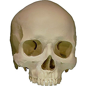 Life-Size Human Skull Anatomy Medical Studies Replica, Model 3093001