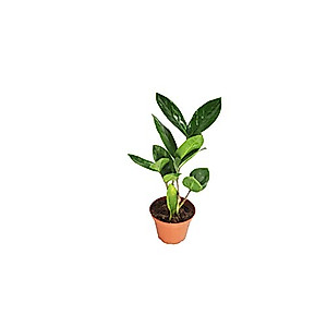 ZZ Plant - 2" from California Tropicals