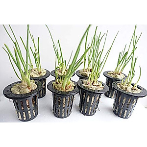 1.5” Rockwool Starter Plugs for Hydroponics, Rockwool Grow Cubes, 1 Sheets of 28 Plugs (Small)