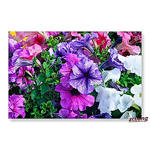 zcbang Petunia Seeds 2000+Pcs 'Colour-Themed Collection'(Rainbow Colors) Perennial Flower Mix Seeds