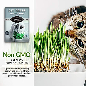 Survival Garden Seeds - Cat Grass Seed for Planting - Packet with Instructions to Plant and Grow Greens for Your Pet Indoors or Outdoors in a Container or Garden - Non-GMO Heirloom Variety