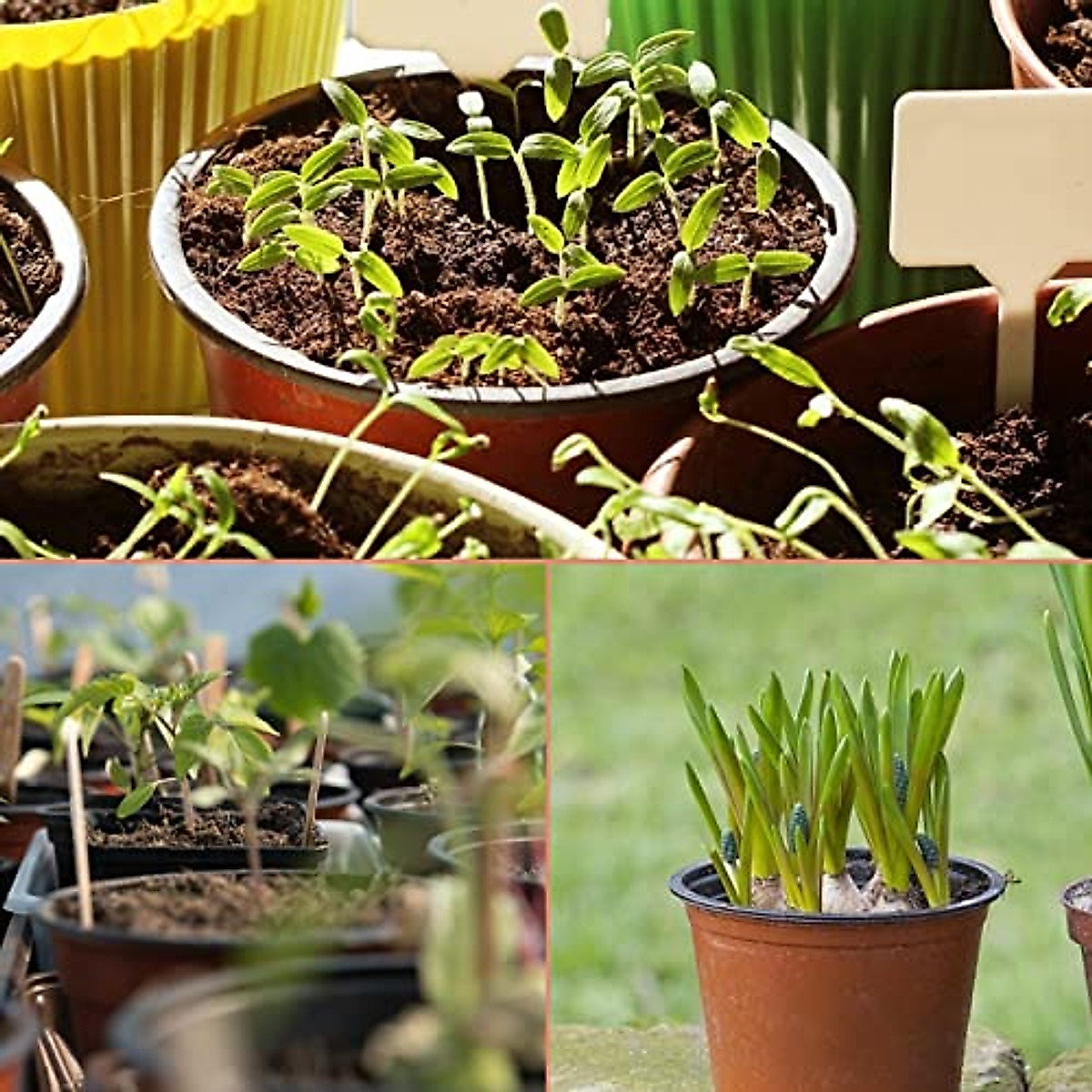 KINGLAKE 100 Pcs 4" Plastic Plants Nursery Pot/Pots Seedlings Flower Plant Container Seed Starting Pots