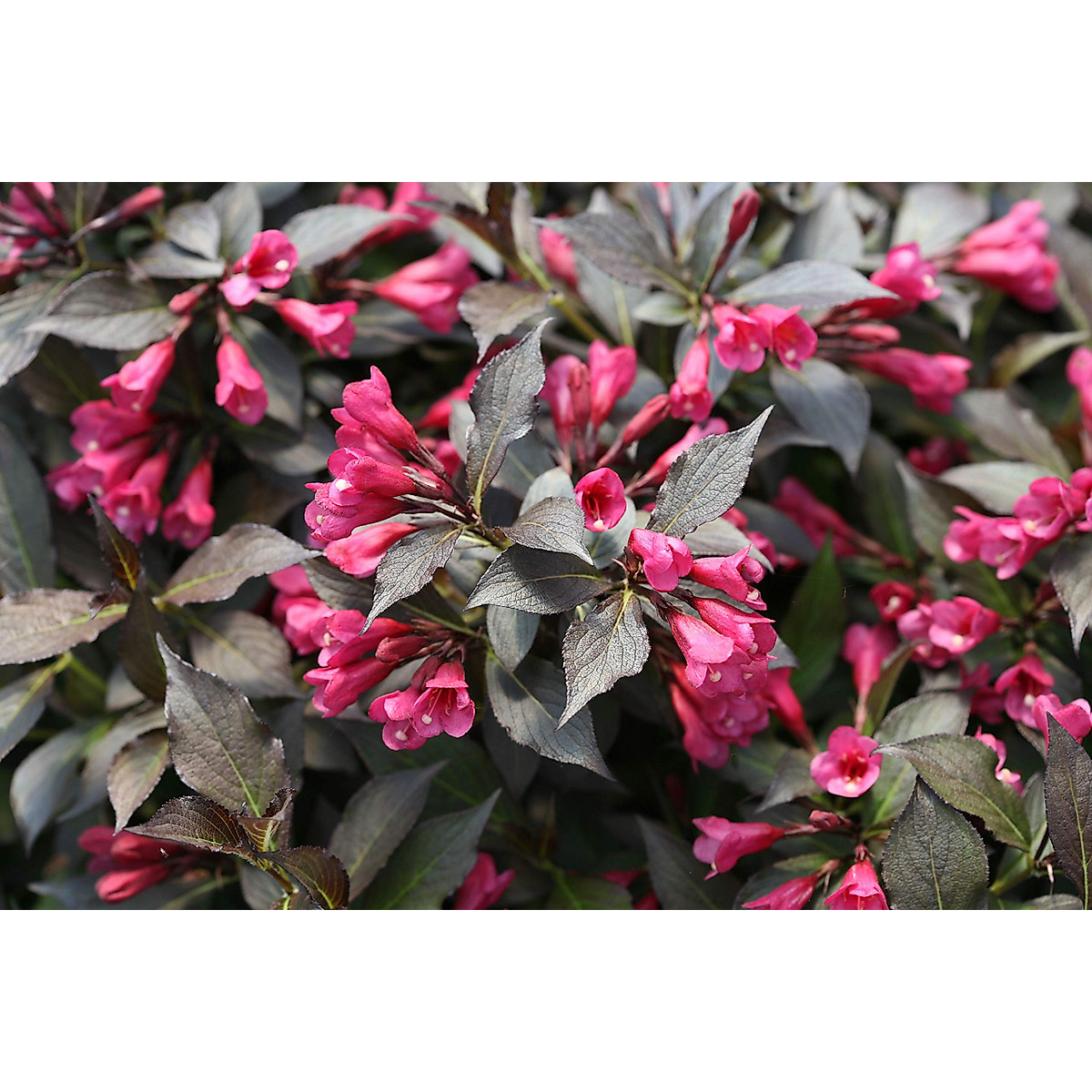 Proven Winner Spilled Wine Weigela, 2 Gal, Bright Pink Flowers and Deep Purple Foliage