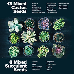Succulent & Cactus Seed Kit for Planting – [Enthusiasts Favorites] Premium Cactus & Succulent Starter Kit: 4 Planters, Drip Trays, Markers, Seeds Mix, Soil - DIY Gift Kits (Original Edition)