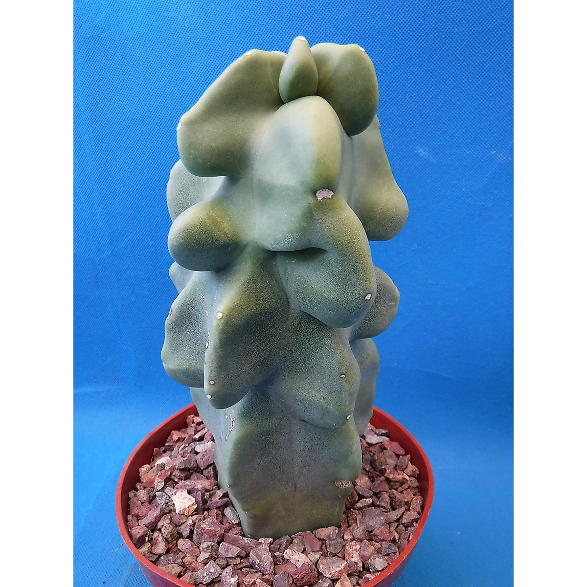 Tucson Tools Redeo 6" to 12" Tall Totem Pole Cactus (Shipped Bare Root-NO Pot!) Spineless! Very Unusual!