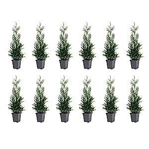 Thuja Plicata 'Green Giant' Arborvitae - 12 Live Quart Size Plants - Live Evergreen Privacy Tree