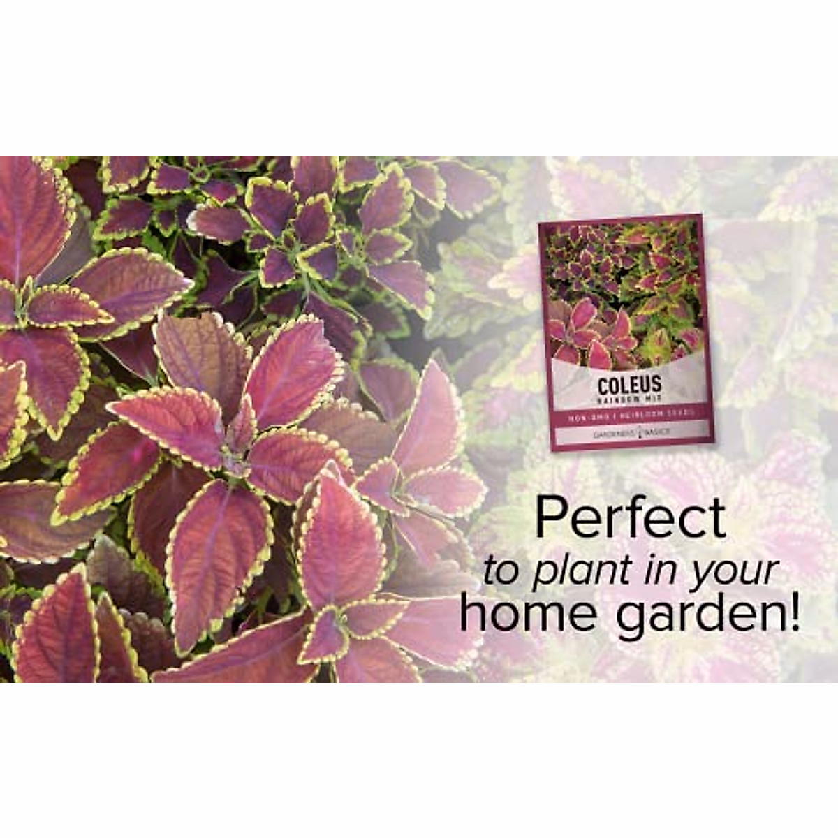 Coleus Seeds for Planting (Rainbow Mix) - Heirloom Non-GMO Shade Plants Seeds for Home Gardens, Containers, Hanging Pots, Decorative Borders and More by Gardeners Basics