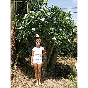 Indoor Bonsai, MADAGASCAR PALM, 6 Years Old, Flowers, Broom Style.