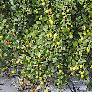 CHUXAY GARDEN Ziziphus Mauritiana-Indian Jujube,Indian Plum,Chinese Date,Chinese Apple Dunks 10 Seeds Tropical Fruit Tree Gardening Gifts Survival Gear Fruit Seeds Low-Maintenance