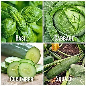 Summer Garden Heirloom Vegetable Seeds - ~5,000+ Total Seeds, 7 Varieties of Seeds to Sow in Summer Months - Beet, Lettuce, Radish, Basil, Cabbage, Cucumber, & Squash Heirloom Seeds for Planting