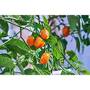 Habañero Seeds for Planting, 25+ Heirloom Seeds Per Packet, Spicy & Hot Pepper, (Isla's Garden Seeds), Non GMO Seeds, Botanical Name: Capsicum chinense, Great Home Garden Gift