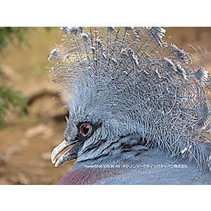 Canon digital camera PowerShot (power shot) SX530 HS PSSX530HS - International Version (No Warranty)