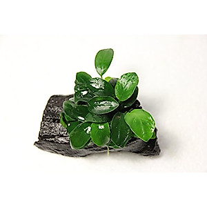 Anubias Petite On Driftwood | Aquarium Plants Factory