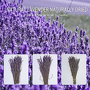 Dried Lavender Bundles, Uieke Natural Dried Lavender Flowers 280-300 Stems 16“ for Home Weeding Decoration Flower Arrangements Home Fragrance 2 Bundles