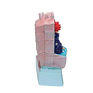 3B Scientific R04 Animal Cell Model, 8.3" x 4.3" x 12.2"