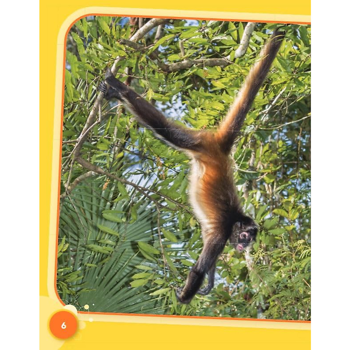 Teacher Created Materials 27329 Amazing Animals: Spider Monkeys: Place Value (Amazing Animals: Mathematics Readers)