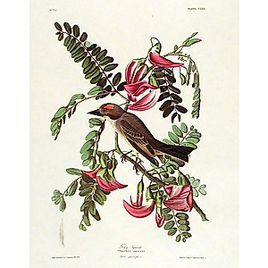 Gray Tyrant. From"The Birds of America" (Amsterdam Edition)
