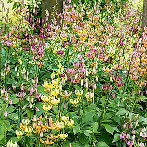 Lily Bulbs - Martagon Mix - 12 Bulbs - Mixed Flower Bulbs, Bulb Attracts Bees, Attracts Butterflies, Attracts Pollinators, Easy to Grow & Maintain, Fragrant, Cut Flower Garden