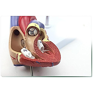 Genuine 1: 1 human heart model B-color ultrasound medical cardiology cardiac anatomy teaching model