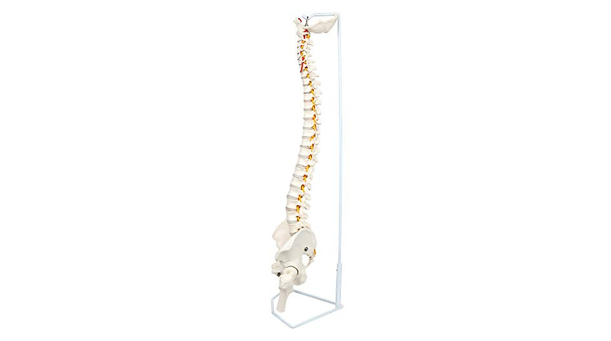 Detailed Full Size Flexible Spine Model for Medical Education and ...