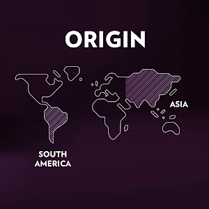 Lavazza Expert Espresso Intenso Coffee Capsules, Intense, Dark Roast, Arabica and Robusta, notes of dried fruit, Intensity 11 out 13, Espresso Preparation, Blended and Roasted in Italy, (36 Capsules)