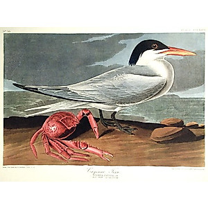 Cayenne Tern. From"The Birds of America" (Amsterdam Edition)