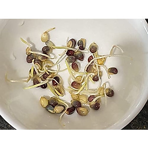 100+ Glass Gem Corn Seeds Non-GMO Popcorn Delicious Jewel-Toned, Glass-Like Kernels, Grown in USA. Rare! Ornamental and Edible! HARLEY SEEDS