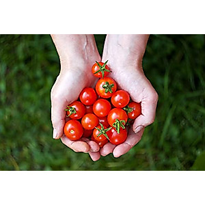 "Sweetie" Cherry Tomato Seeds for Planting, 200+ Heirloom Seeds Per Packet, (Isla's Garden Seeds), Non GMO Seeds, Sweet Flavor, Botanical Name: Solanum lycopersicum, Great Home Garden Gift
