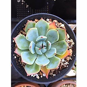 Mixed Color 200pcs Rare Succulents Seeds Garden and Home Bonsai Flower Plant