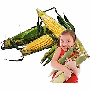 Le Veneziane Gluten Free Pasta Noodles ~ Anellini Noodles ~ Corn Pasta ~ 2 Count (8.8 Oz.)