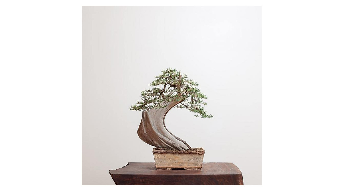 Utah Juniper Seeds - Ideal for Bonsai Growing