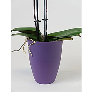 Athena's Garden's 3" Double Spike Phalaenopsis, Pink Blooms and Color-Assorted