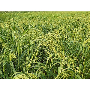 Proso Millet - Makes Great Amounts of Seeds for Birds - Beautiful in The Garden(100 - Seeds)