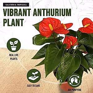 California Tropicals Anthurium Red - Live House Plants Indoor, 4 Inch Pot for Easy Care, Perfect for Office, Home & Flamingo Decor, Real Plant, Plant Gift, Flowering Plants, Sympathy Flowers