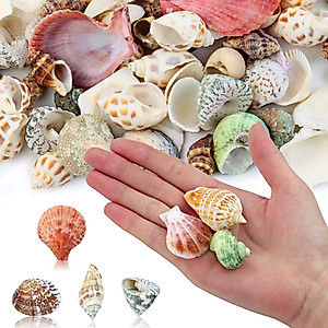 Weoxpr 200pcs Sea Shells Mixed Ocean Beach Seashells, Various Sizes Natural Seashells for Fish Tank, Home Decorations, Beach Theme Party, Candle Making, Wedding Decor, DIY Crafts, Fish Tan