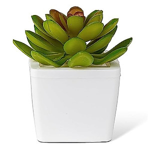 ZendoZones Fruit Fly Trap with Zendo Lure, Mellow Molly with Plastic White Base, Refillable and Reusable