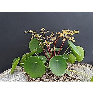 Hirt's Gardens Chinese Money Plant - Pilea peperomioides - 4" Pot