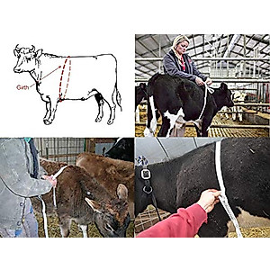 WIN TAPE Professional Cattle Weightband Weight & Height Tape Measure (Blue)