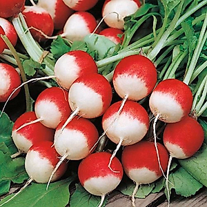 Large Radishing Collection-(1) 50pk Daikon, (1) 50pk Cherry Belle,(1) 50pk Sparkler White Tip, (1) 50pk Rambo, (1) 50pk Black Spanish Round, (1) 50pk Hailstone White, (1) French Breakfast Radish Seeds