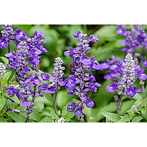 MOKALALA 50 Pcs Sage Seeds | Non-GMO | "Sapphire Blue" (Salvia farinacea) Seeds for Planting Home Garden
