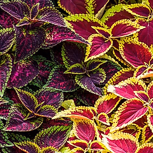 Park Seed Giant Exhibition Complete Mix Coleus Seeds, Popular Colorful Houseplants, Pack of 20 Seeds