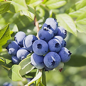 Jewel Blueberry Plants Live Sweet Berries Tree 5 to 7 Inches Ornaments Perennial Garden Simple to Grow Pot