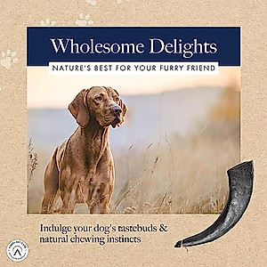 Hollings Buffalo Horn Dog chew Treat, Jumbo