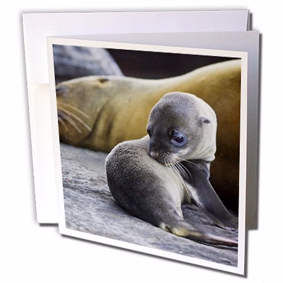 3dRose Ecuador Galapagos Islands Sea Lions 6 x 6 Inches Greeting Cards, Set of 12 (gc_86459_2)