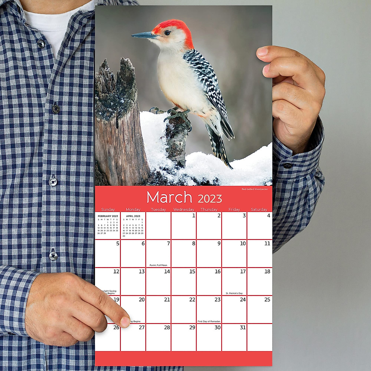 TF PUBLISHING Backyard Birds Mini Calendar 2023 | 2023 Wall Calendar 12 Month Large Grid 2023 Calendar Wall | Premium Wall Calendar 2023 Monthly | Planners + Calendars 2023 Office Calander 2023 7"x7"