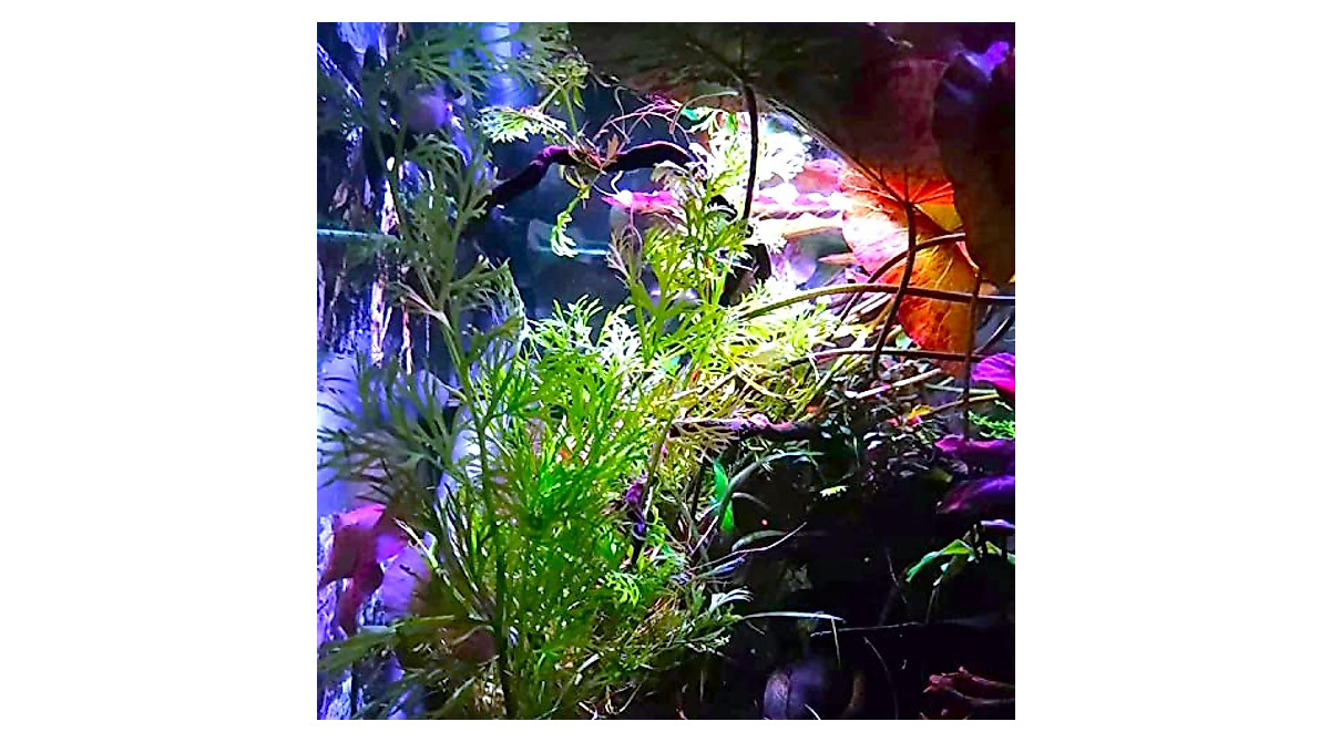 Water Sprite Aquarium Plant - Healthy Live Tropical Green Plant