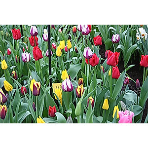 Mixed Triumph Tulips (25 Bulbs) - Assorted Colors of Tulip Bulbs by Willard & May
