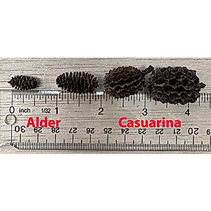 Alder & Casuarina Cones Betta/Shrimp Tank Promotes Natural Habitat, Breeding, Tannin Producing Improves Immunity, Easy to Use, Alder Cone Alternative by Awesome Aquatic (50 Pack Alder)